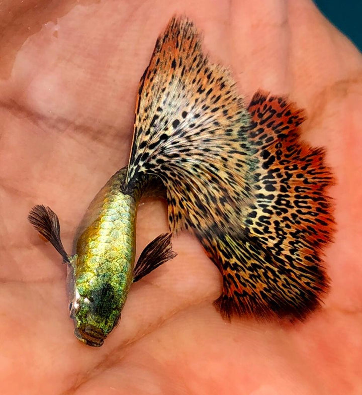 Show Guppies – SD Tropicals