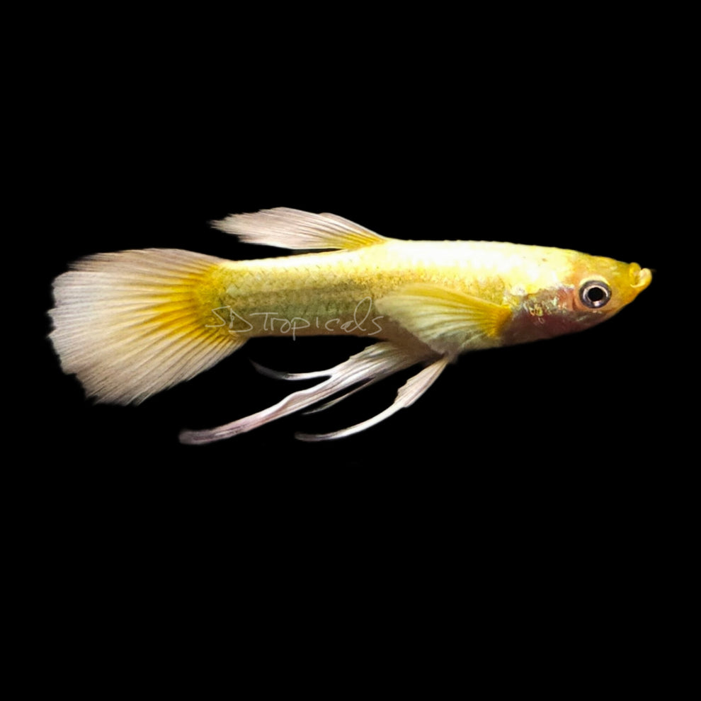 Full Gold Ribbon – SD Tropicals