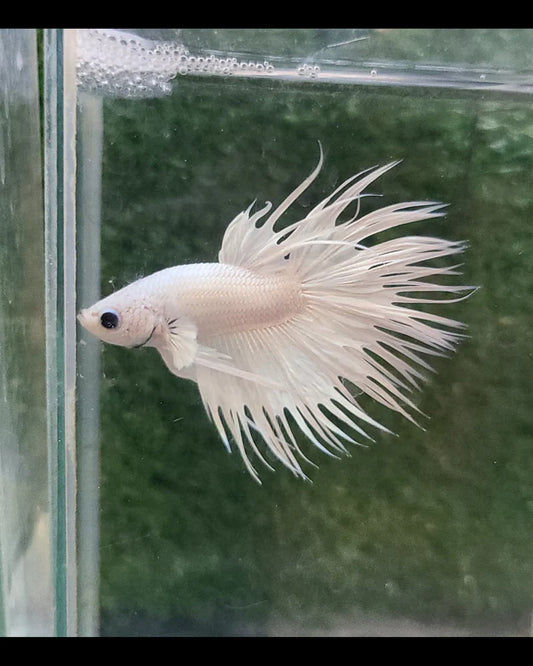 Our Choice CrownTail Male – SD Tropicals